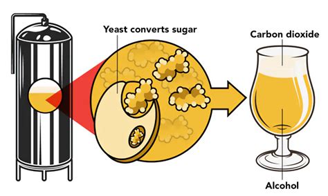 맥주 품질 극대화 발효에서 효모의 중요한 역할 Tiantai® 맥주 양조 양조장 장비