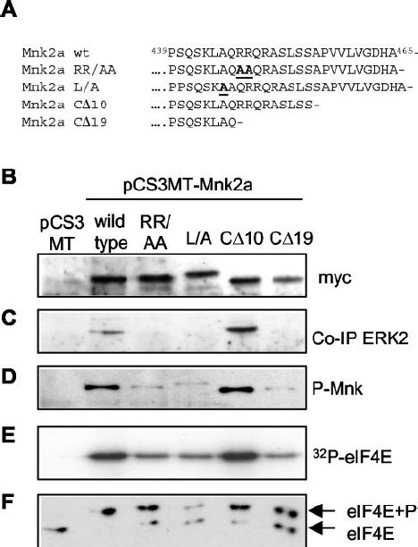 C Terminal Mutations Affect Mnk2a Activity A C Terminal Sequence Of