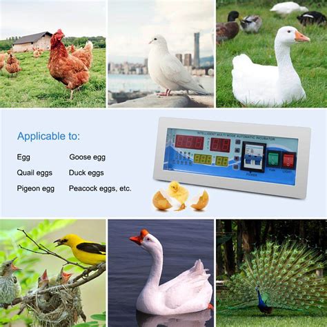 Automatic Hatching Controller Xm 18e Automatic Egg Incubator