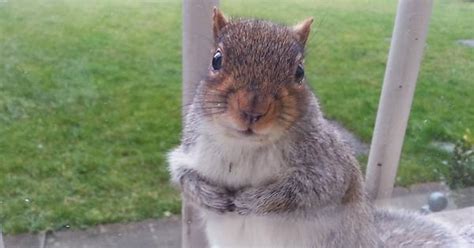 I Work In A Gallery And This Is Sumo The Gallery Squirrel Imgur