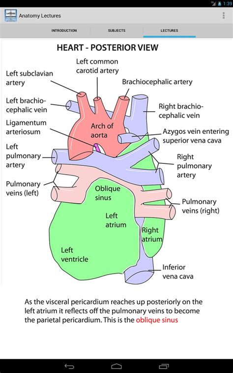 Anatomy Lectures Apk For Android Download