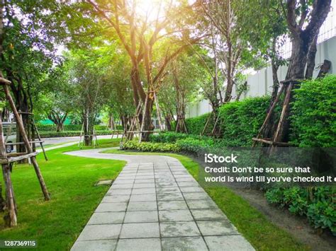 매끄러운 녹색 잔디 잔디 잔디밭에 콘크리트 산책로의 회색 패턴 녹지 나무와 관목 햇빛 아침 아래 좋은 유지 보수 풍경과 정원 0명에 대한 스톡 사진 및 기타 이미지 Istock