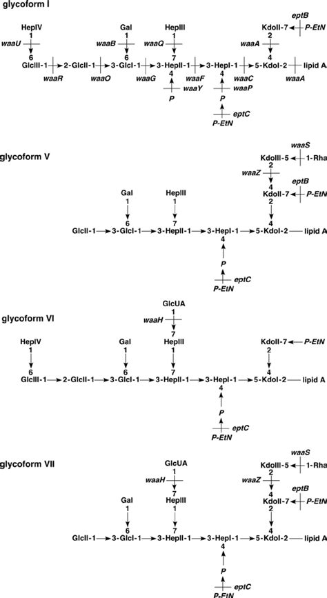 Proposed Lps Structures From E Coli K12 In Phosphate Limiting Growth Download Scientific
