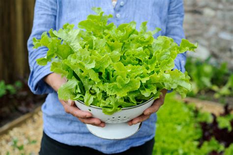 Sustainable Gardening Guide How To Grow Organic Lettuce From Seed