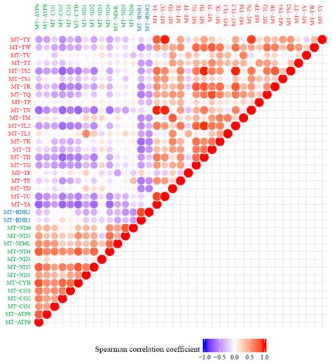 Correlation Matrix Of Expression Of All 37 Mitochondrial Encoded Genes Download Scientific