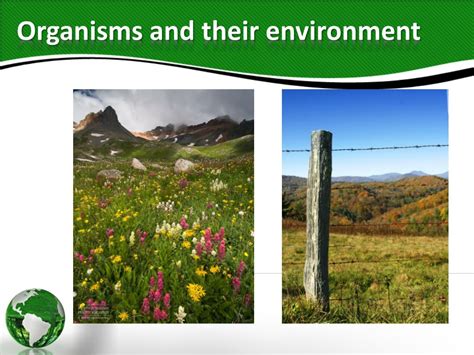 Ppt Principles Of Ecology Powerpoint Presentation Free Download Id