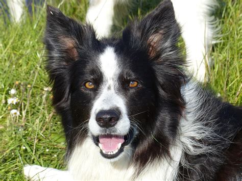 Border Collie Black And White Dog Free Photo On Pixabay