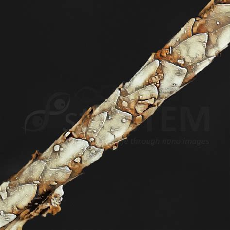 Discover The Intricate Details With Scanning Electron Microscopy