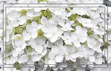 Hydrangea Petals Photograph By Maria Keady Fine Art America