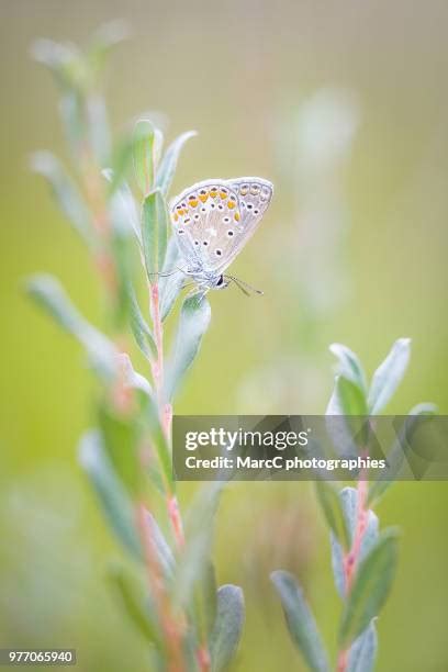 Winged Stem Photos And Premium High Res Pictures Getty Images