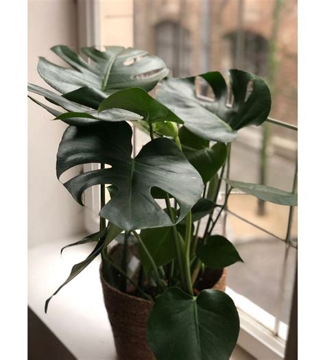 Monstera Medium Wildflowers