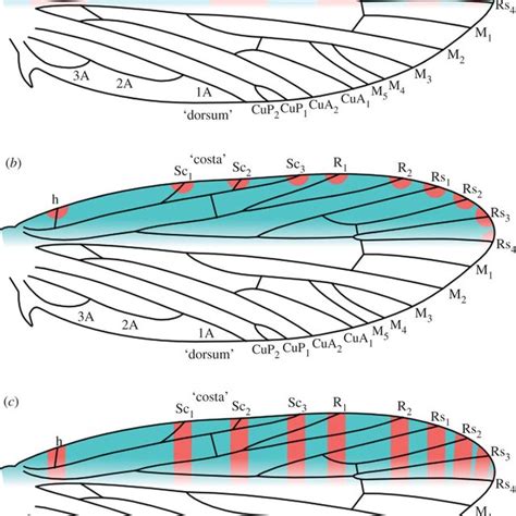 The Two Versions Of The Wing Margin Model Plotted Onto The Most Download Scientific Diagram
