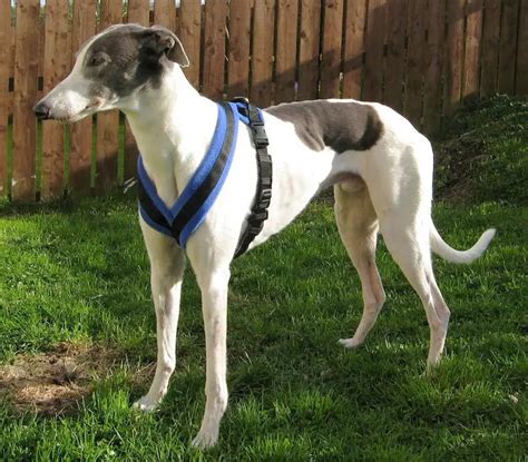 Understanding The Greyhound Prey Drive