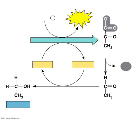 Alcohol Fermentation Diagram Quizlet
