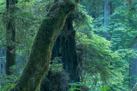 Lush Redwood Forest Ultra High Resolution Photo By Vast