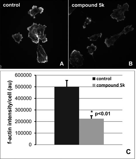 Derivative 5k Strongly Suppresses Actin Rich Membrane Protrusions In