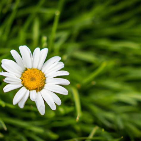 The Benefits Of Using Decorative Bark For Weed Control Heart Of Eden