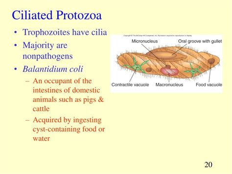 Ppt Protozoa Slime Molds And Helminths Powerpoint Presentation Id