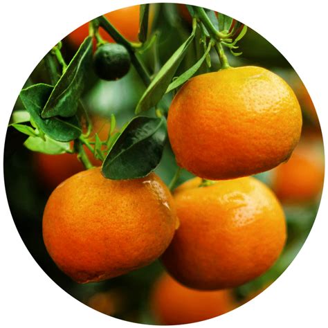 Buy Mandarin Gin Metro Candle By Ecoya Australia Online Ecoya Australia