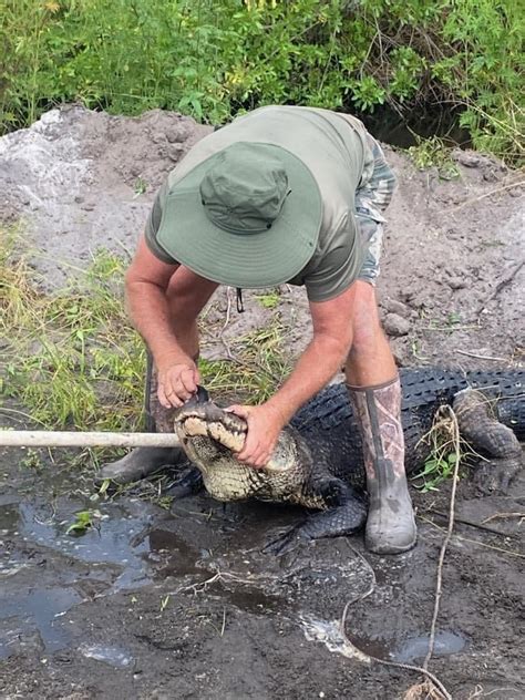 ‘agitated Gator Takes Bite Out Of Florida Farmworkers Leg Wfla