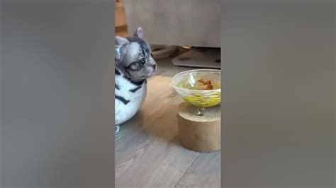 Cat Is Confuse Youtube
