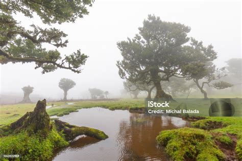 광신자 숲 기괴한 나무 뒤틀린 나뭇 가지 안개가 자욱한 숲 신비로운 분위기의 장소 이끼로 덮인 나무 줄기로 둘러싸인 전망 관광