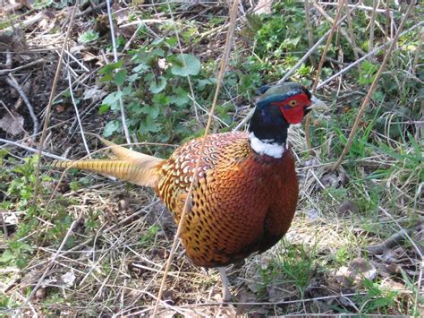 Free Images Bird Ground Prairie Game Wildlife Wild Colorful Feather Fowl Fauna