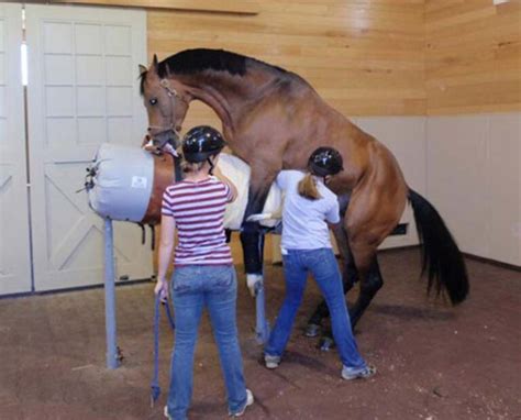 Stallion Station Hyperion Stud