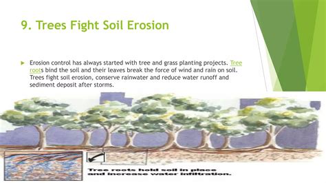 Trees Are Vital For Life PPT