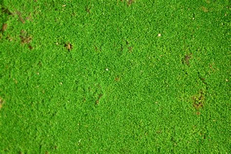 잔디 이끼 잡 초 낮은 잡 초는 출 아 하 고 자라 고 대 돌 건물 0명에 대한 스톡 사진 및 기타 이미지 0명 계절 관다발 식물 Istock