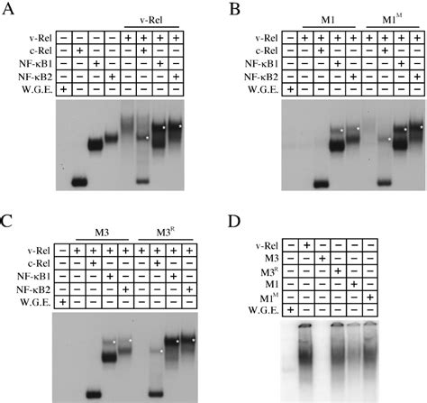Dna Binding Of V Rel Dimerization Mutants V Rel Proteins Were
