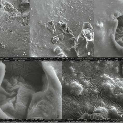 Sample I Macroscopic Morphology Download Scientific Diagram