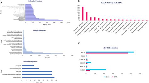 Go A And B Degs Qrt Pcr Validation C Download Scientific Diagram