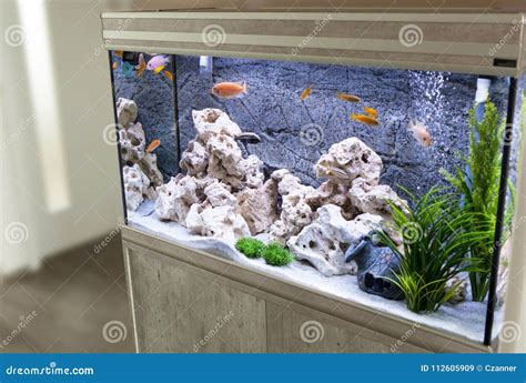 Aquarium With Cichlids Fish Stock Image Image Of Fishes Room