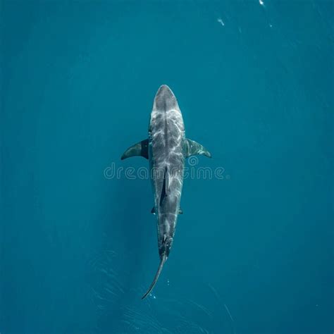 Aerial View Of A Great White Shark In Blue Ocean Stock Illustration