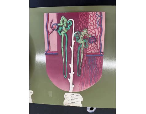 Nephron Model Lab Quiz