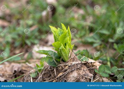 New Plant Stock Image Image Of Leafs Grass Seedling 54147115