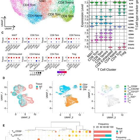 T Cell Annotation And Differential Expression Analyses A Umap