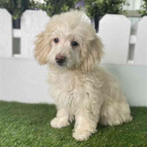 White Toy Goldendoodle