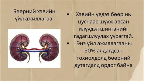 Ялгаруулах нөхөн үржихүйн эрхтэн тогтолцоо Youtube