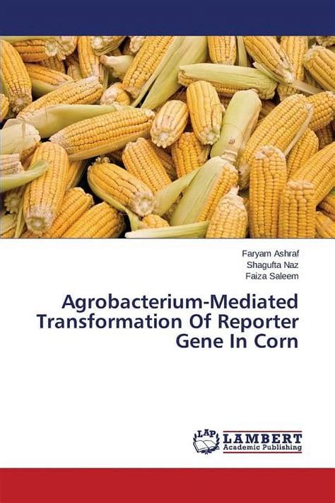 Agrobacterium Mediated Transformation Of Reporter Gene In Corn
