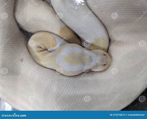 Fancy Piebald Ball Python Morph At Reptile Show Stock Image Image Of