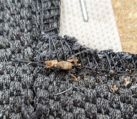 Are These Dead Bed Bugs Found Inside A Couch Rbedbugs