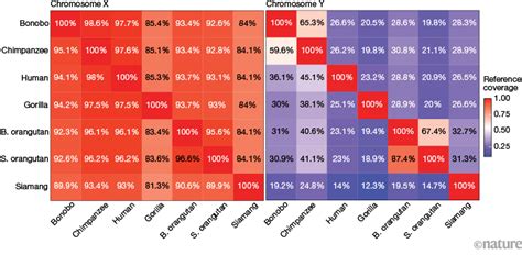 The Ape Y Chromosome Evolves Extremely Rapidly But The X Chromosome Is