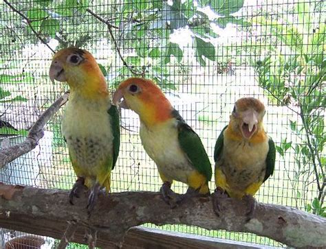 Almost Angels Aviary