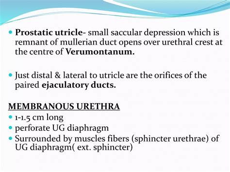 Antegrade And Retrograde Urethrogram Pptx Medical Tests Medical Health