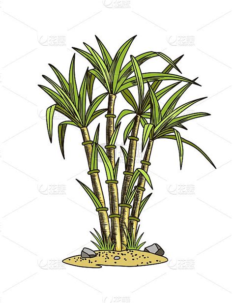 蔗糖。甘蔗种植。手绘雕刻天然有机食品或天然配料。新鲜的竹子糖素材 花瓣网