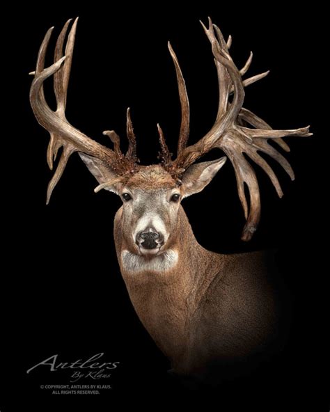 Luke Brewster Buck Antlers By Klaus