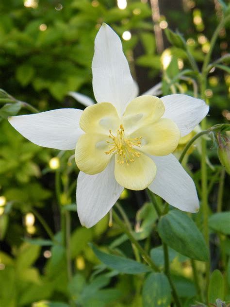 White Columbine Starlight Photograph By Mary Sedivy Fine Art America