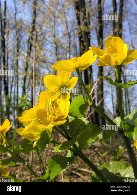 Closeup Of A Poisonous Marsh Marigold Flowers In The Wet Woodland It